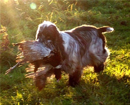 Comportement et caractéristiques du cocker spaniel anglais - Charme aux ...