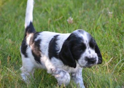 Élevage de chiots cocker anglais disponibles Chiots disponibles chiots ...