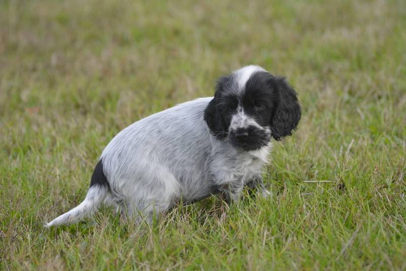 Élevage de chiots cocker anglais disponibles Chiots disponibles chiots ...