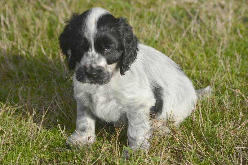 Élevage de chiots cocker anglais disponibles Chiots disponibles chiots ...