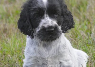 Élevage de chiots cocker anglais disponibles Chiots disponibles chiots ...