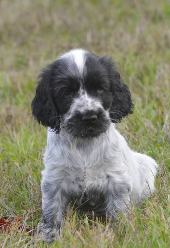 Élevage de chiots cocker anglais disponibles Chiots disponibles chiots ...